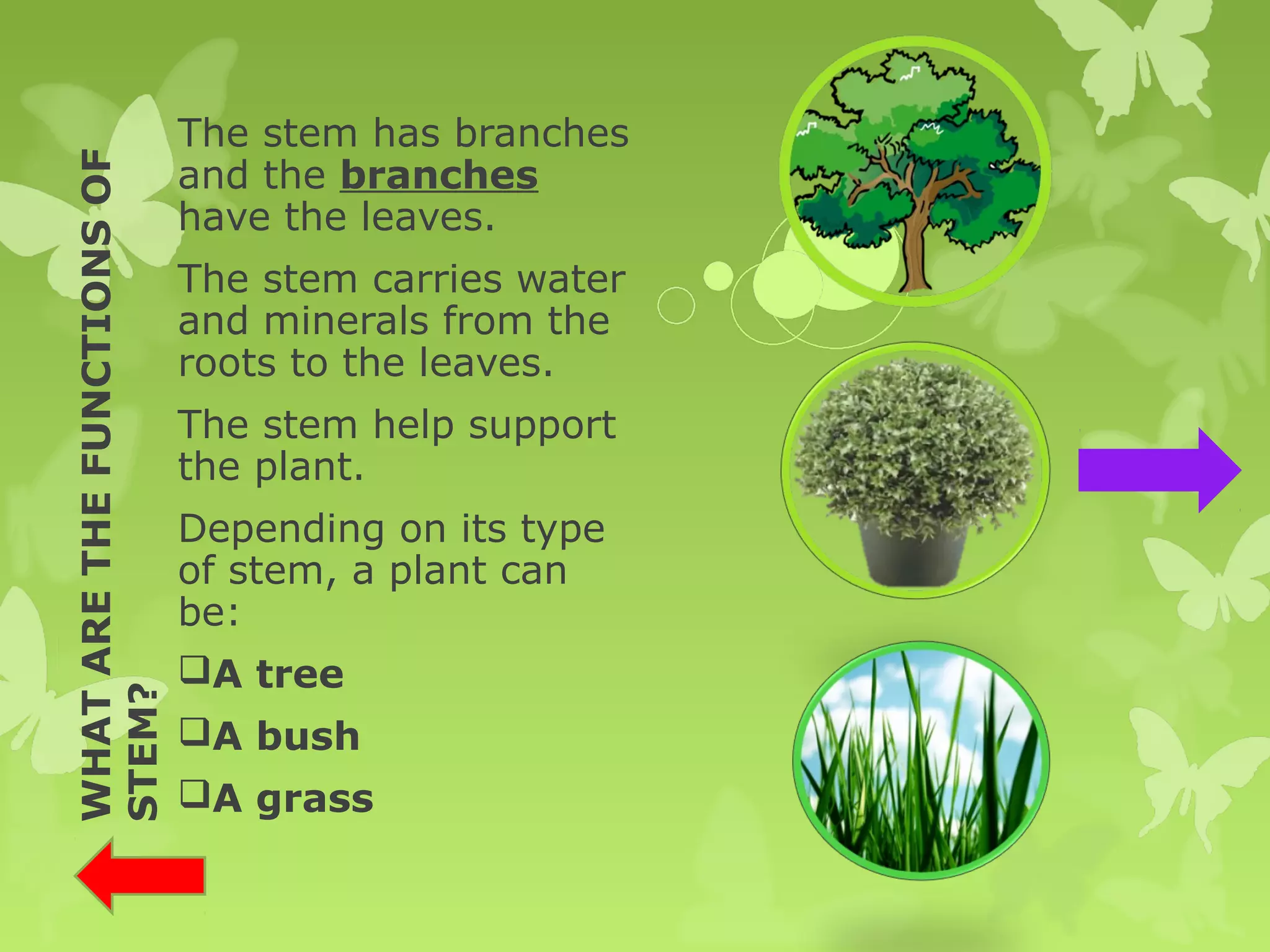 Parts of the plants and their functions | PPT