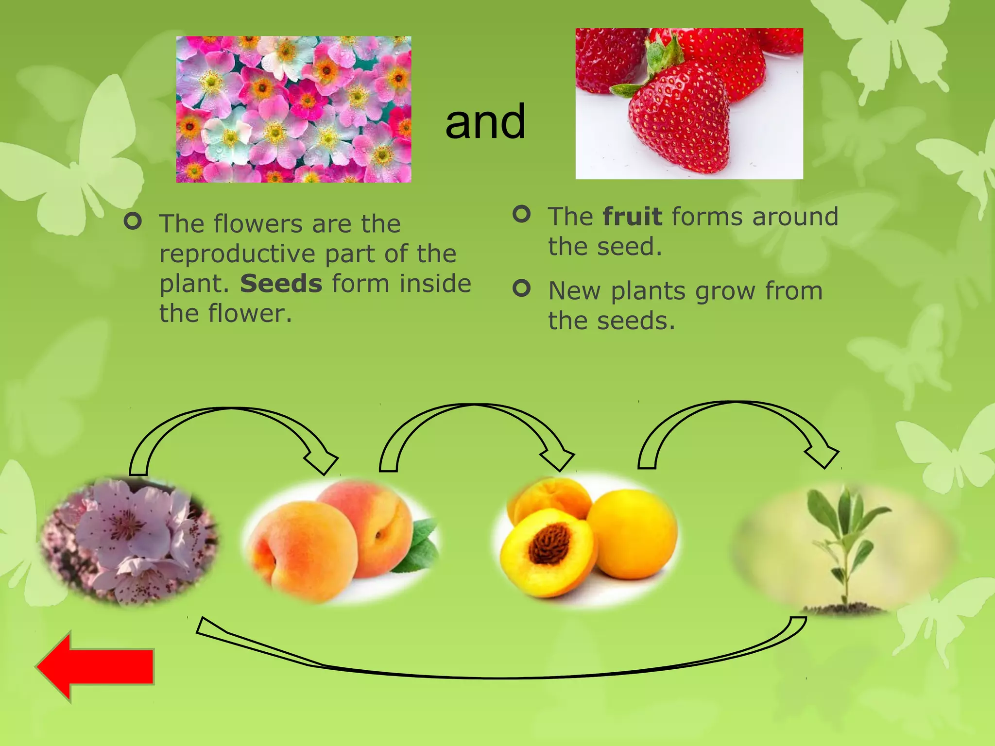 Parts of the plants and their functions | PPT