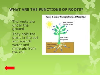 Parts of the plants and their functions | PPT