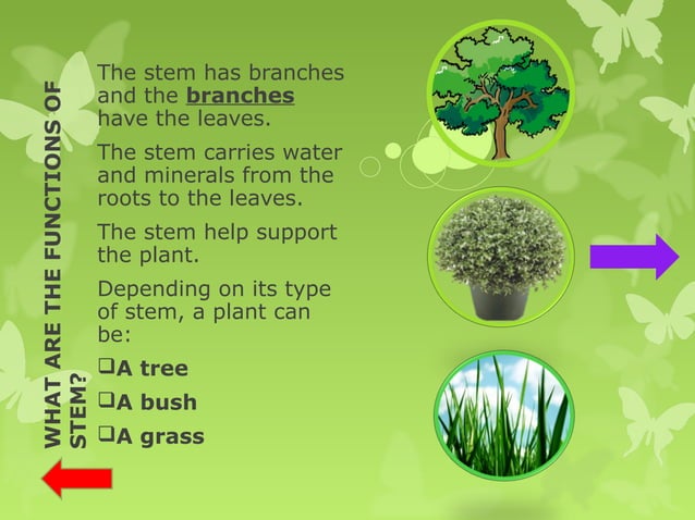 Parts of the plants and their functions | PPT