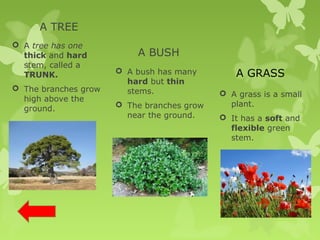 Parts of the plants and their functions | PPT