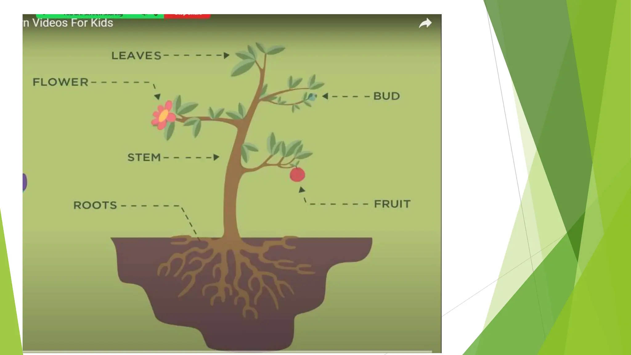 parts of plants.pptx