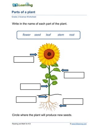 parts of plants | PDF