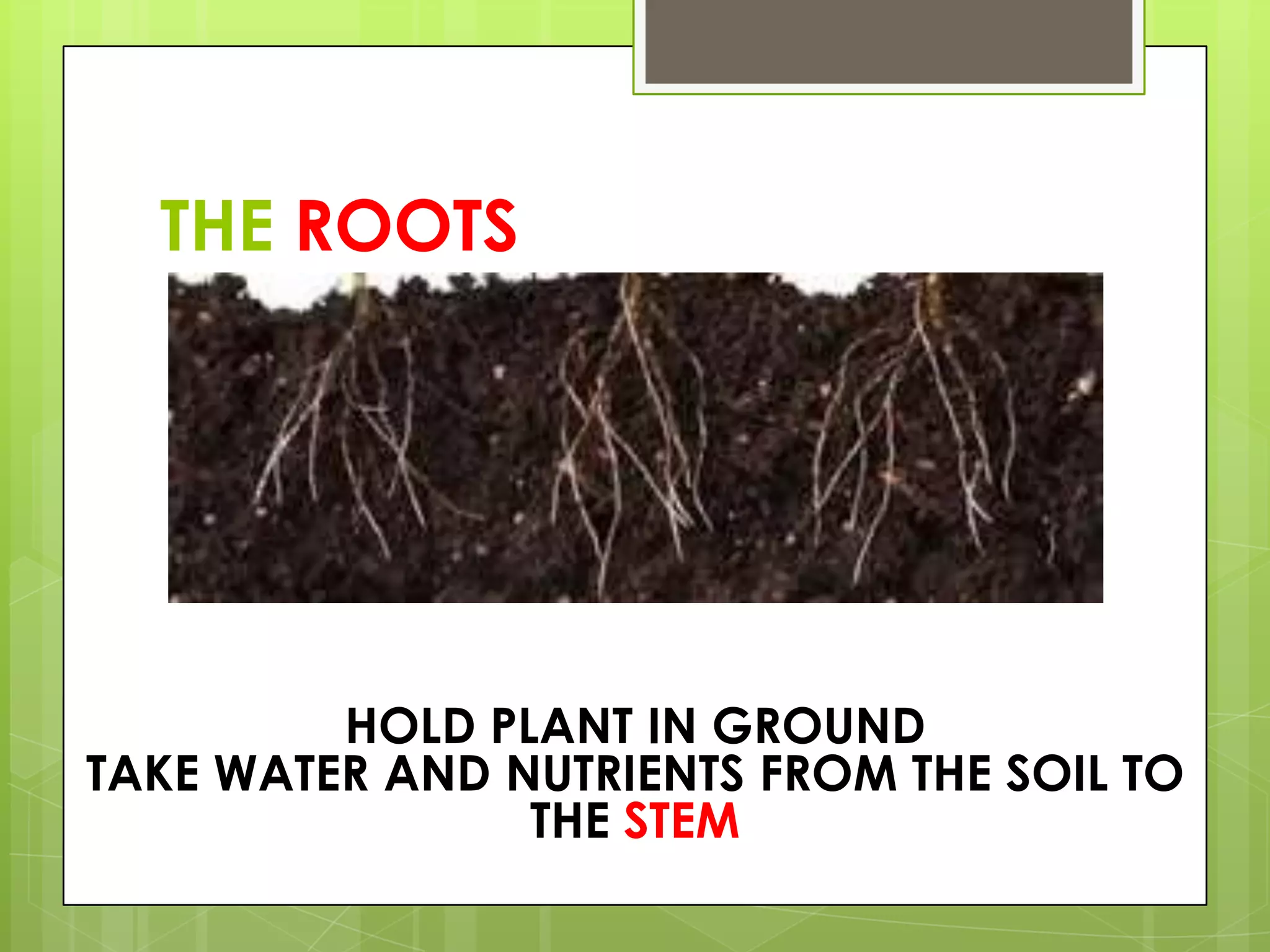 Parts of plants (roots, stem, leaf) | PPTX