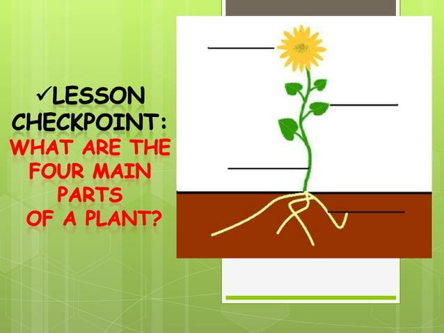 Parts of plants (roots, stem, leaf) | PPT