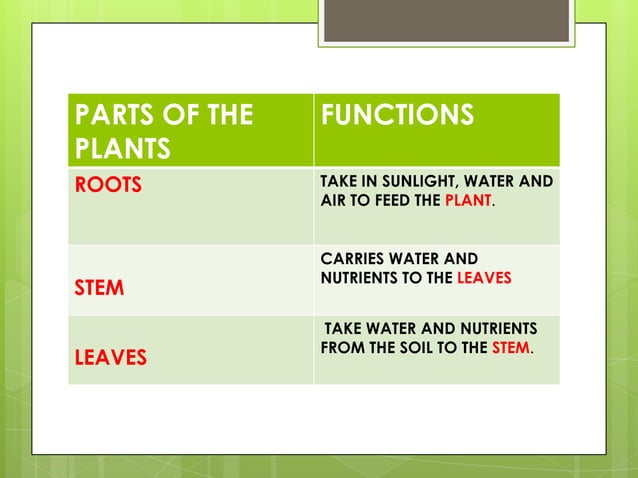 Parts of plants (roots, stem, leaf) | PPT