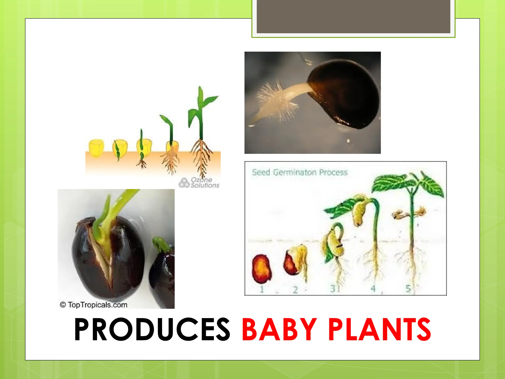 parts of plants roots stem leaf flower fruit seeds.pptx