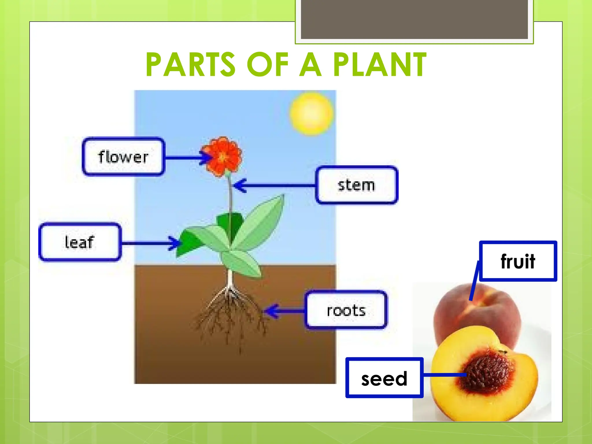 parts of plants roots stem leaf flower fruit seeds.pptx