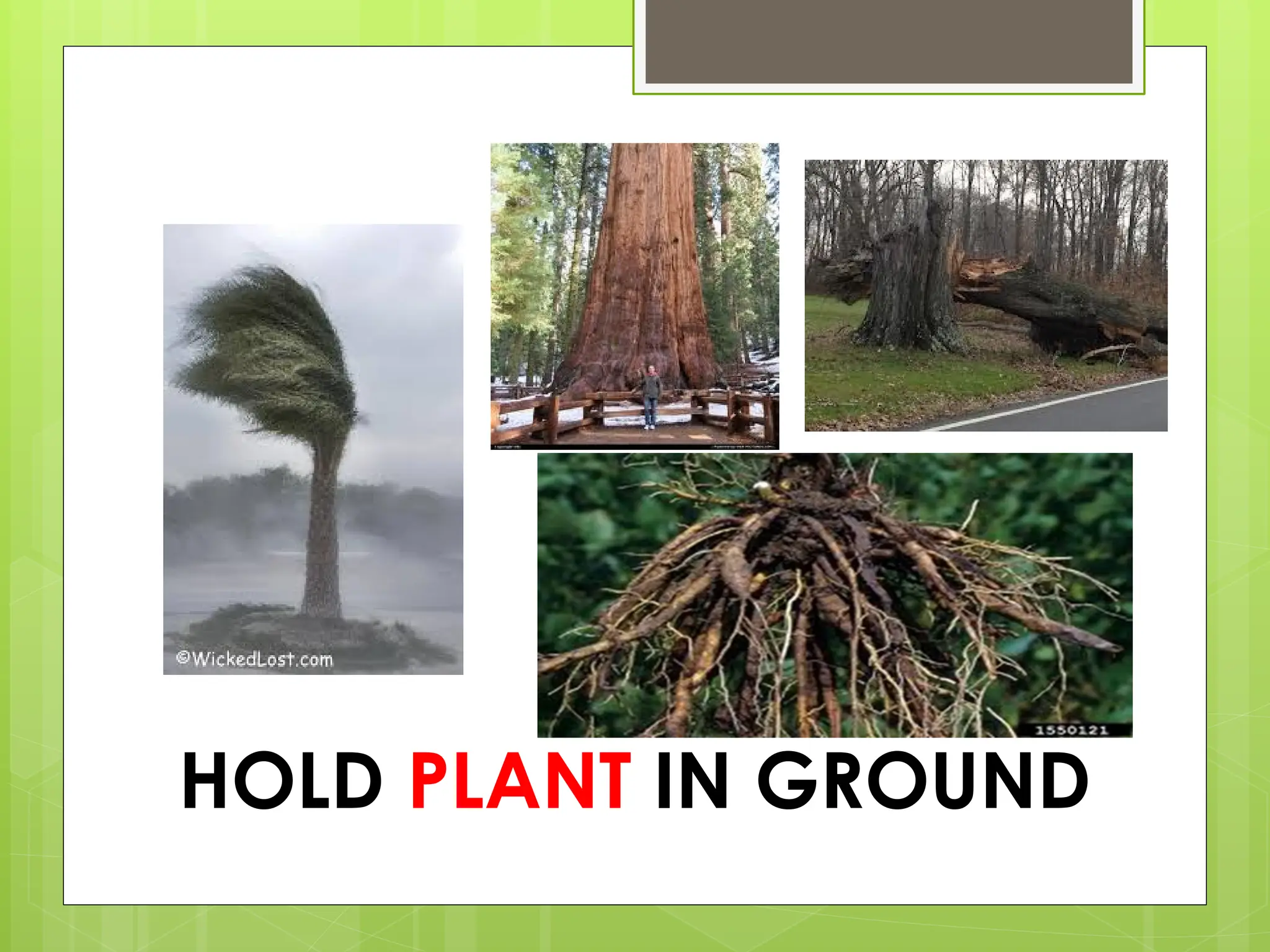 parts of plants roots stem leaf flower fruit seeds.pptx
