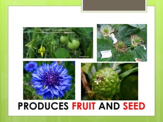 parts of plants roots stem leaf flower fruit seeds.pptx