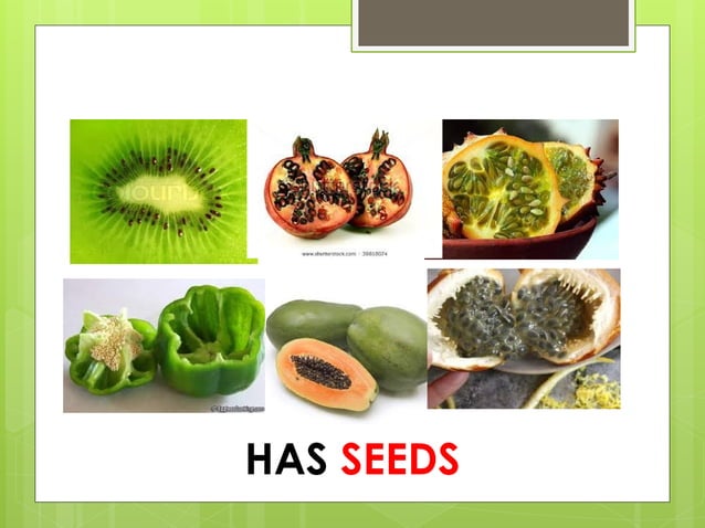 parts of plants roots stem leaf flower fruit seeds.pptx