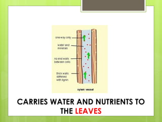 parts of plants roots stem leaf flower fruit seeds.pptx