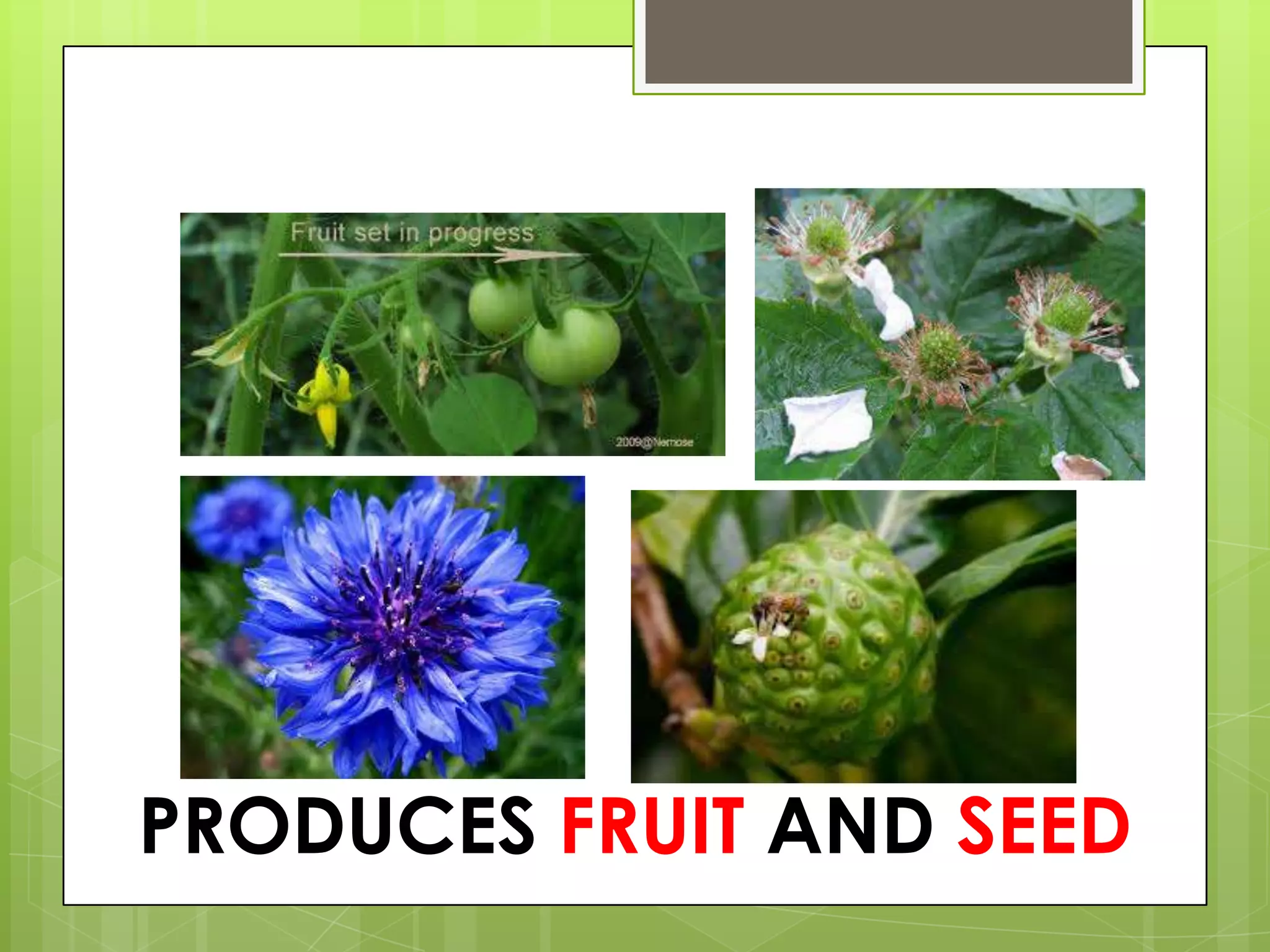 Parts of plants (roots, stem, leaf, flower, fruit, seed) slideshare | PPTX