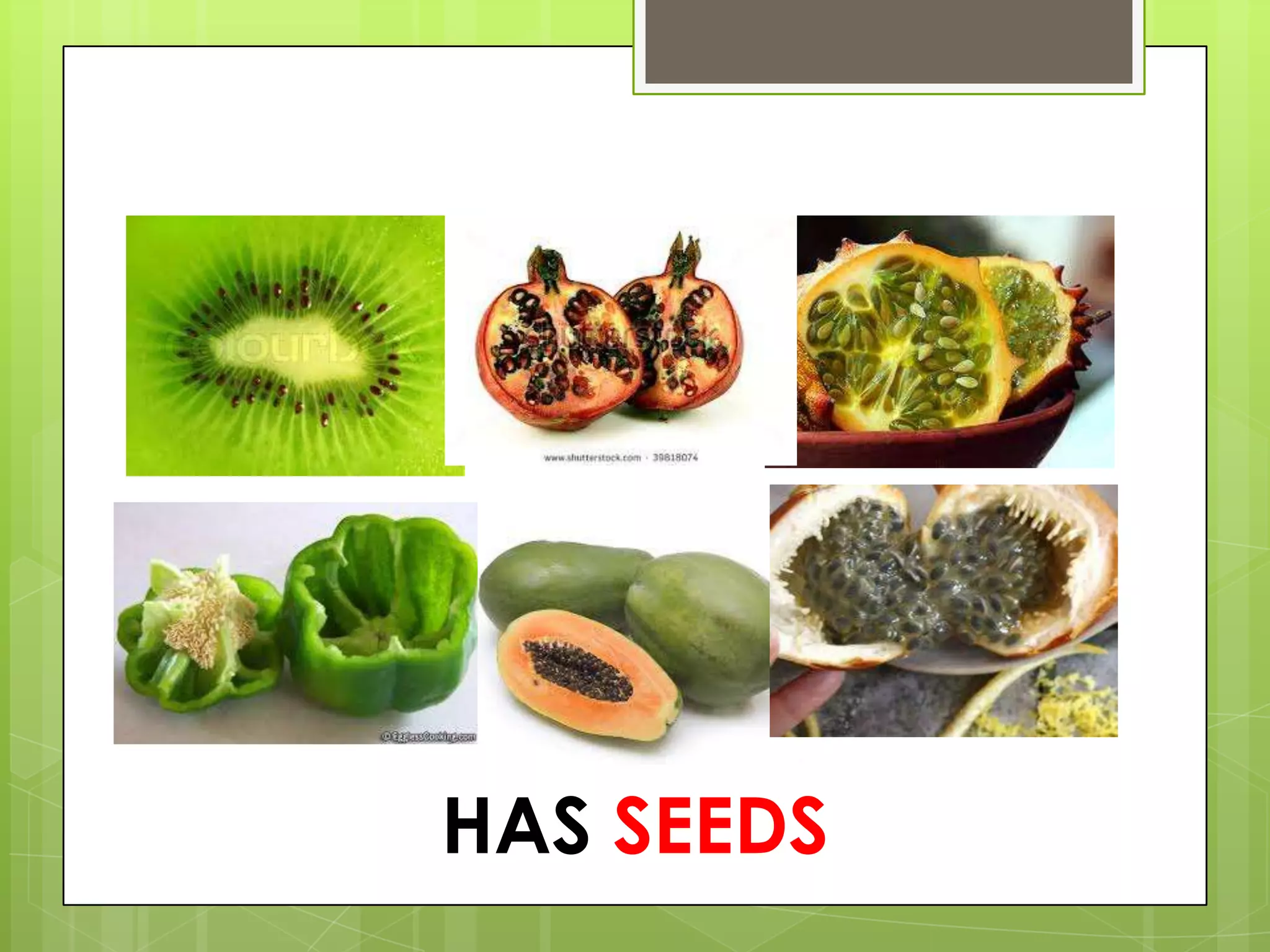 Parts of plants (roots, stem, leaf, flower, fruit, seed) slideshare | PPTX