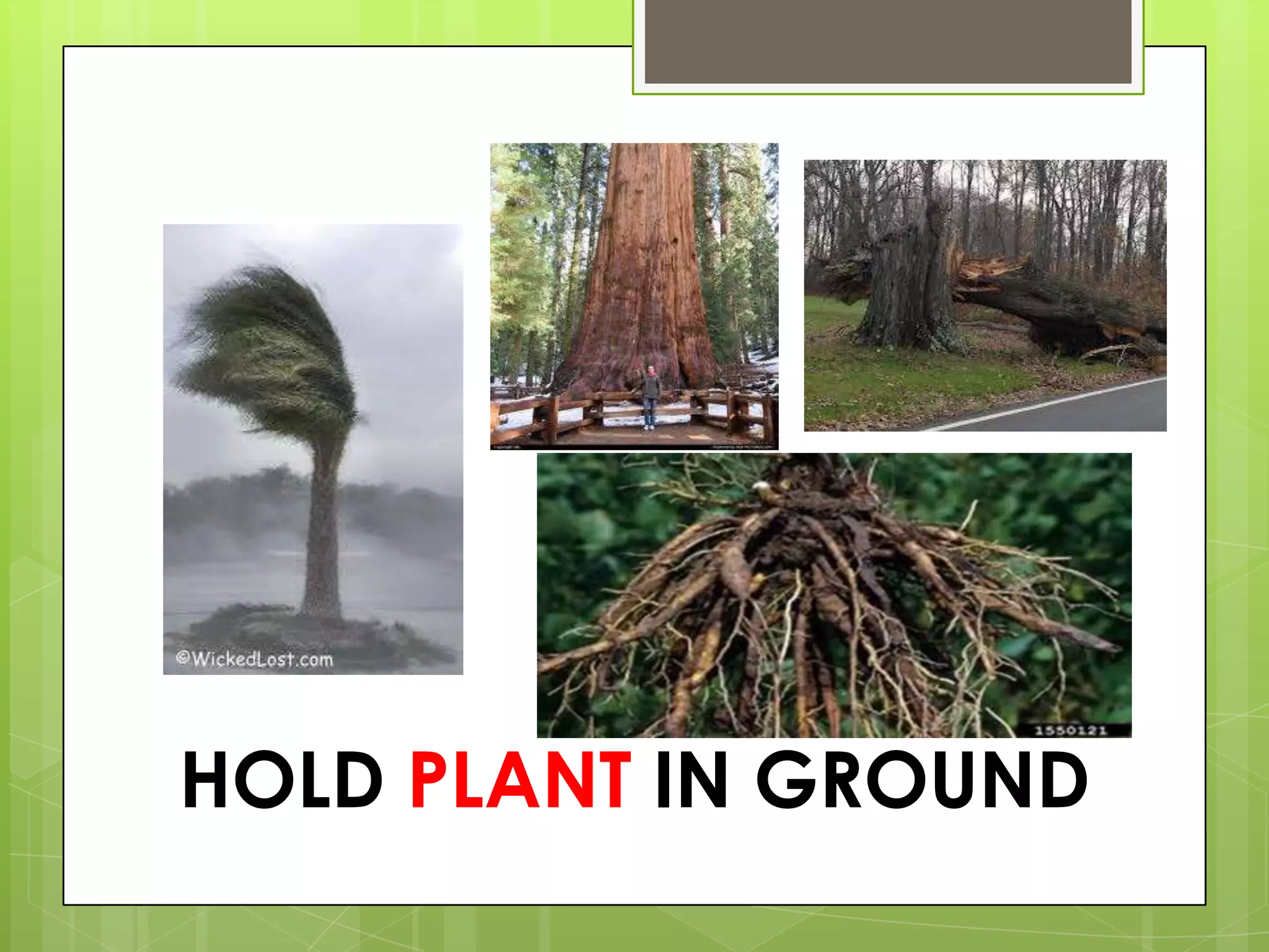 Parts of plants (roots, stem, leaf, flower, fruit, seed) slideshare | PPTX