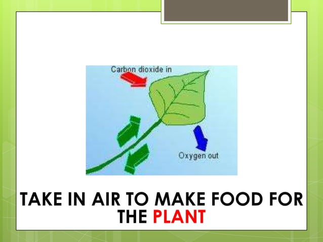 Parts of plants (roots, stem, leaf, flower, fruit, seed) slideshare | PPTX