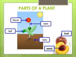 Parts Of A Plant Seed
