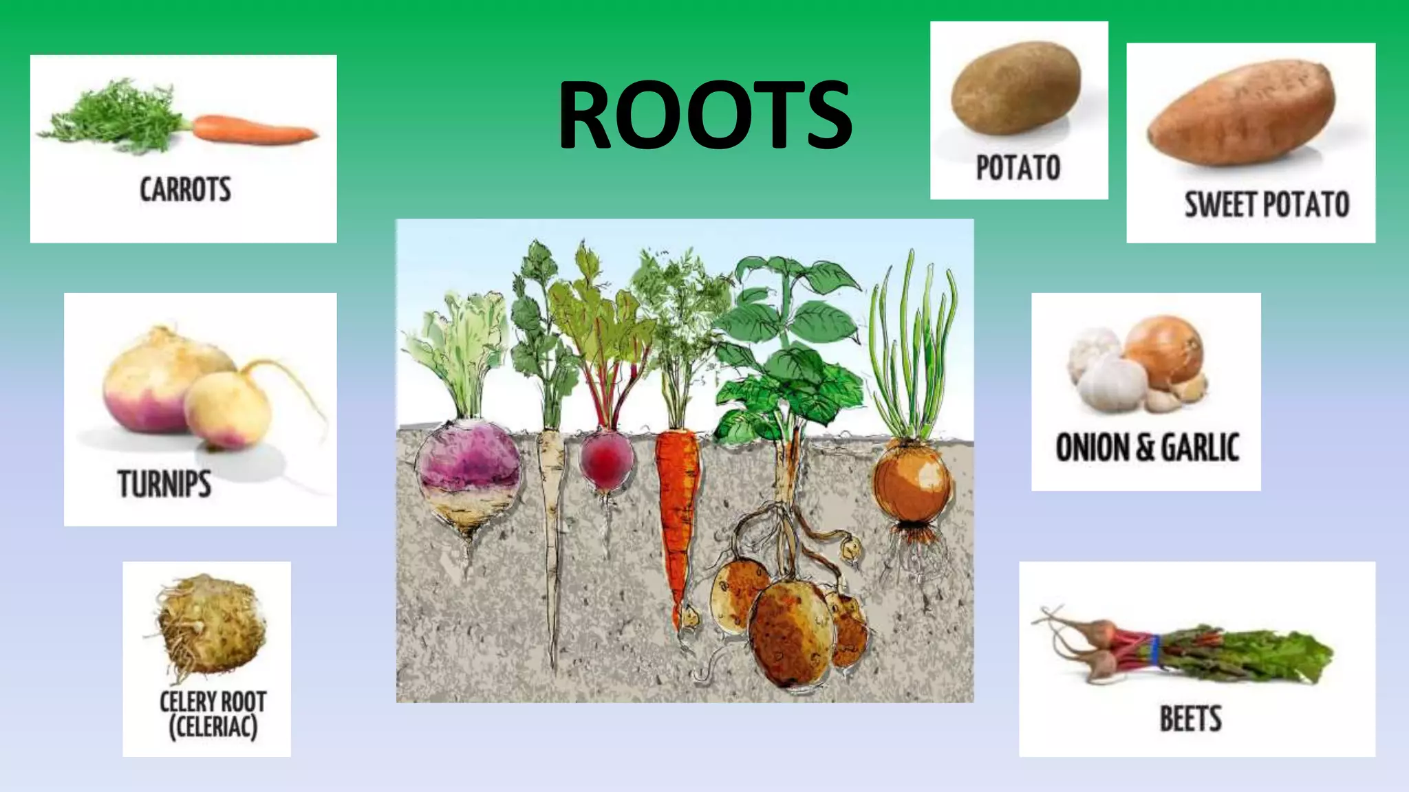 Parts of plants we eat | PPTX