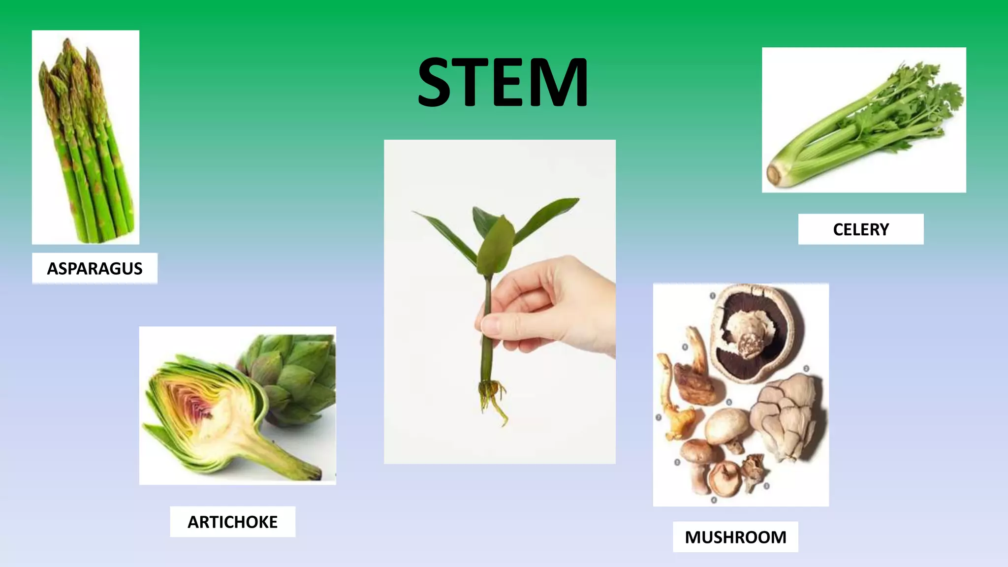 Parts of plants we eat | PPT