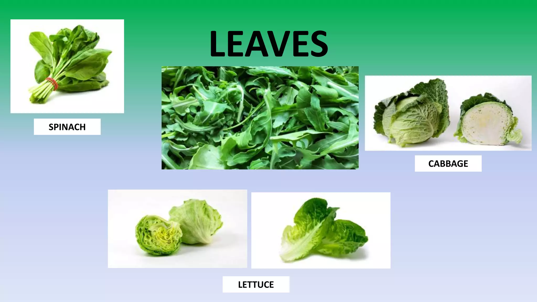 Parts of plants we eat | PPTX