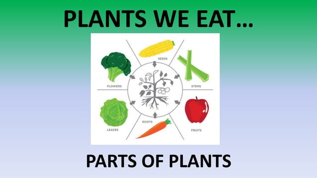 Parts of plants we eat | PPTX
