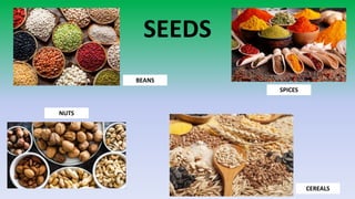 Parts of plants we eat | PPTX