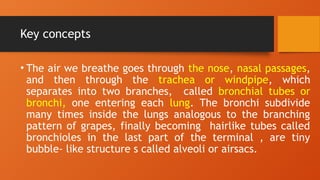 Parts of Respiratory System [Autosaved].pptx