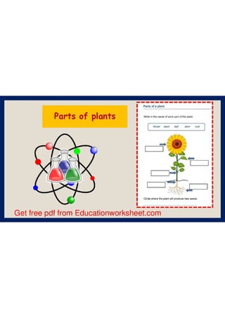 Plants Stem Parts worksheets for kids... | PDF