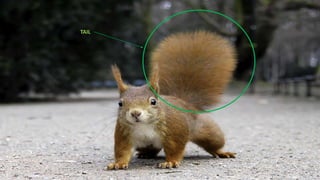 Parts of the animals | PPTX