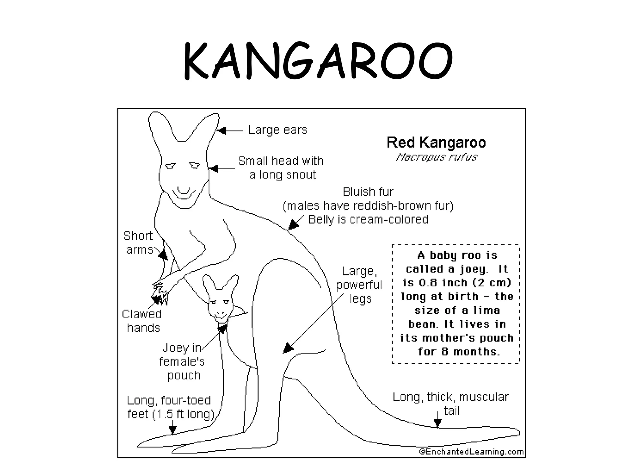 Parts of the body of Australian animals | PPT