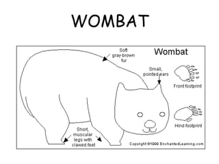 Parts of the body of Australian animals | PPT