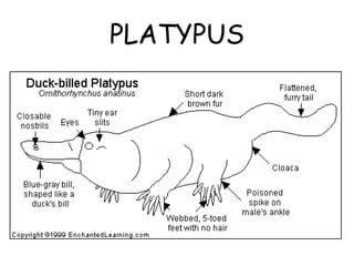 Parts of the body of Australian animals | PPT