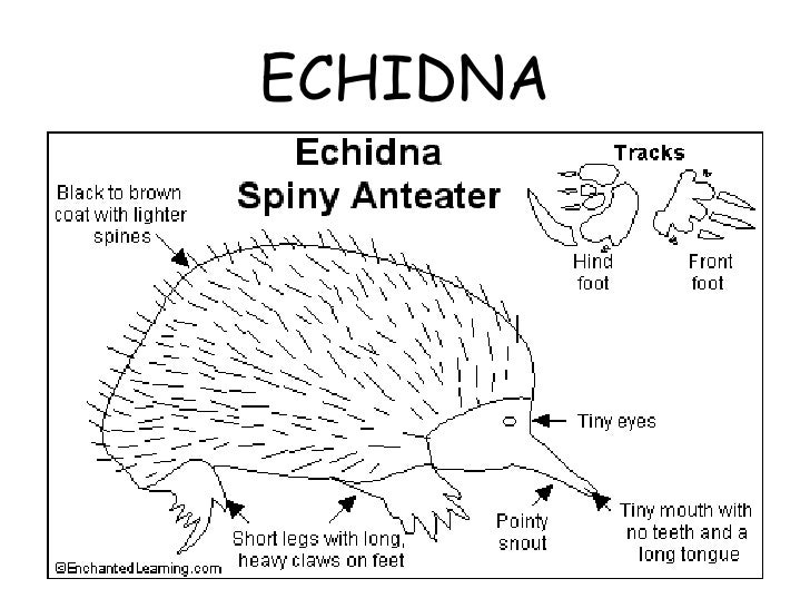 Parts of the body of Australian animals