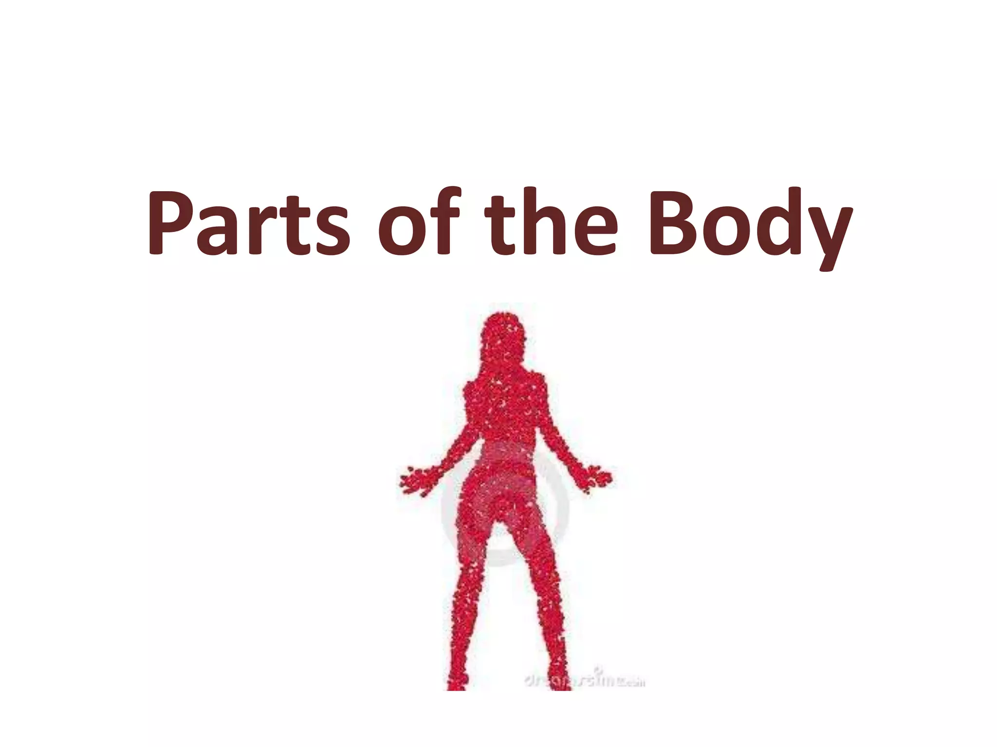 Parts of the body, TERE AMAYA TORRES | PPSX
