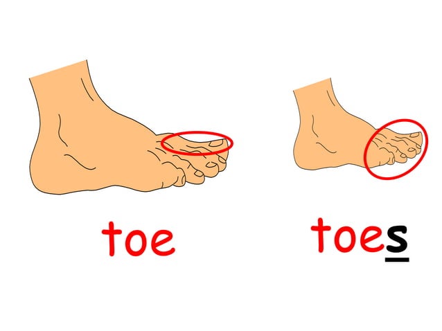 Parts of the body, TERE AMAYA TORRES | PPSX