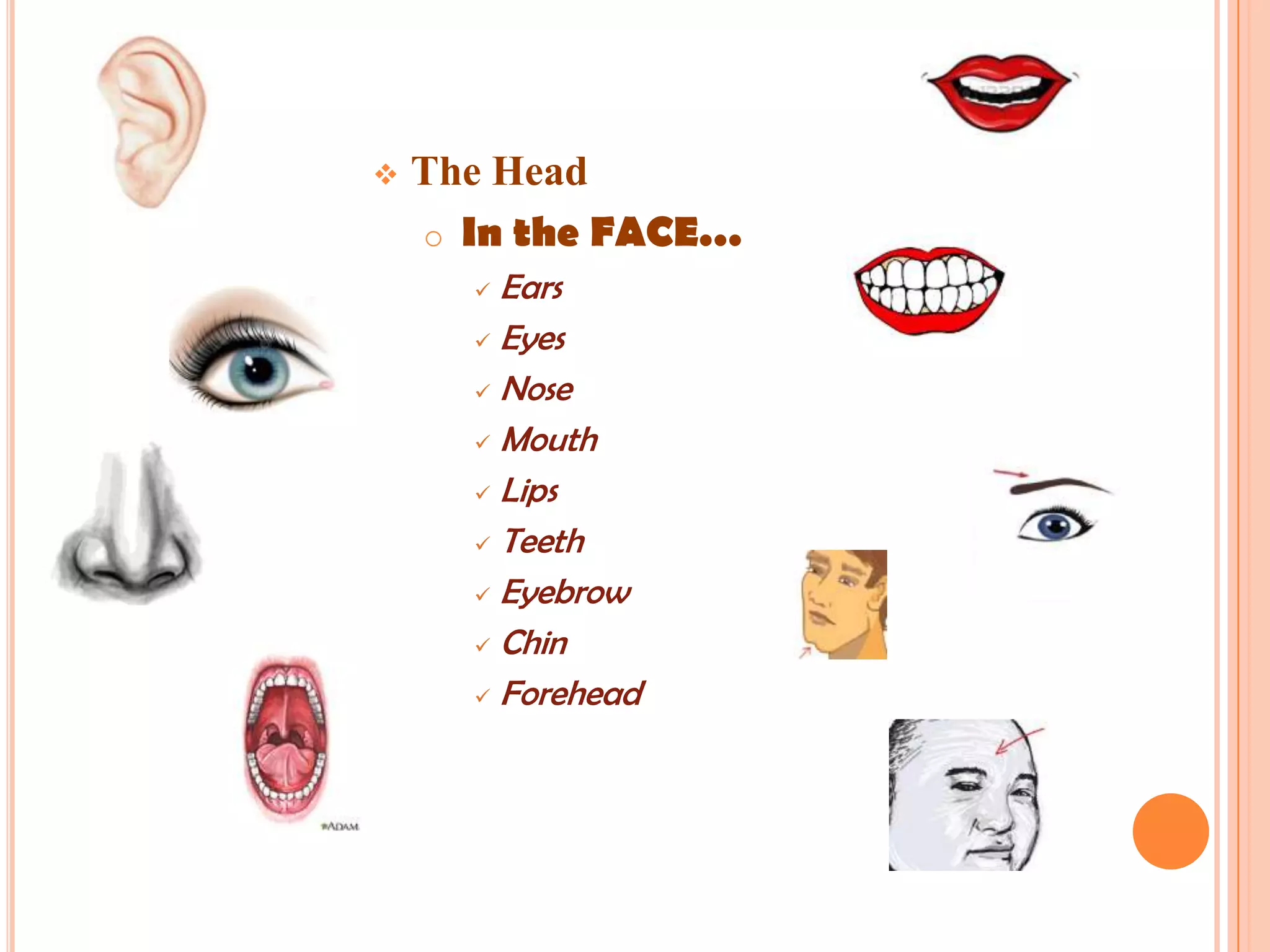 Parts of the body | PPTX