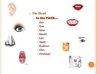 Parts of the body | PPTX