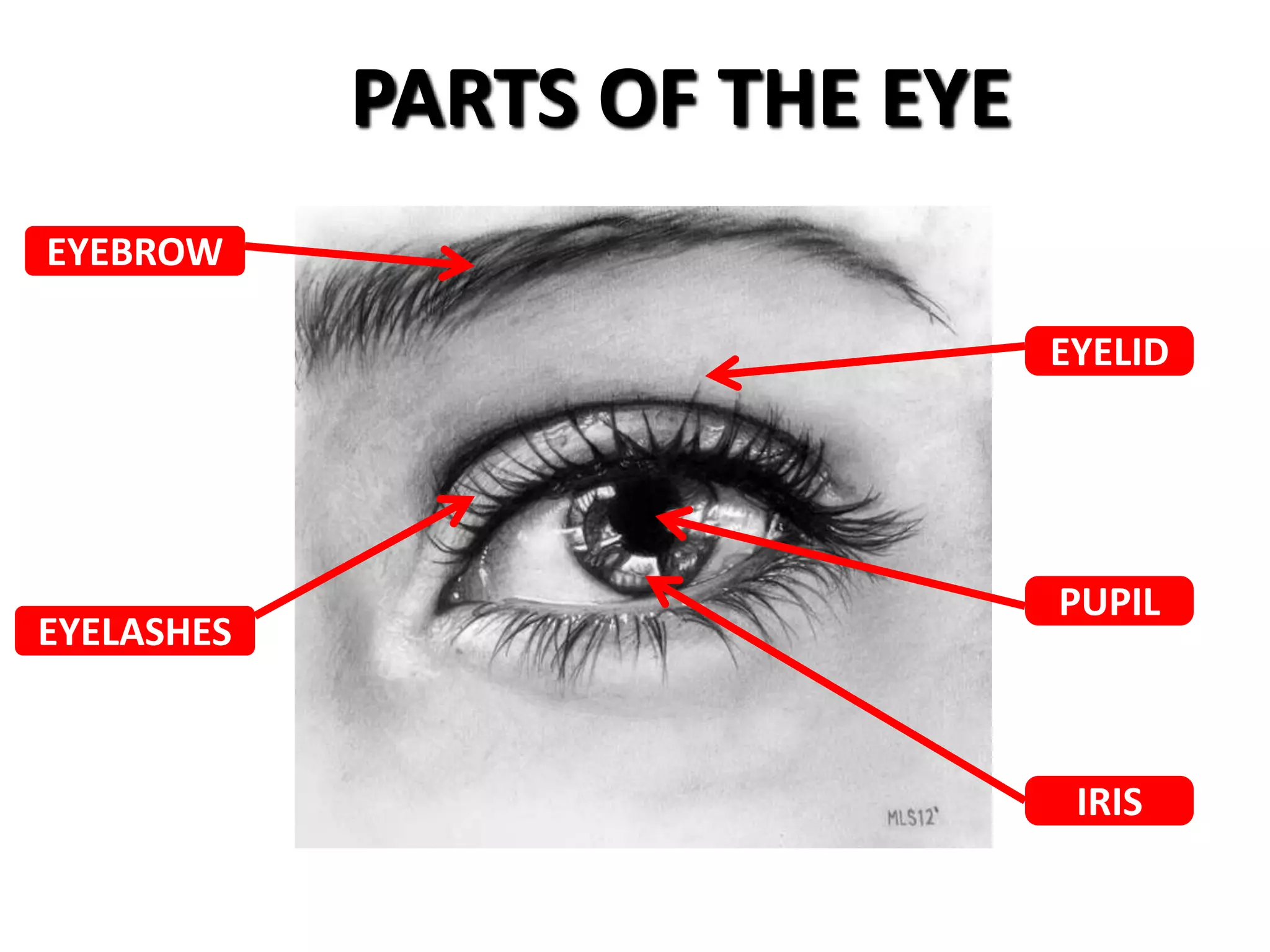 Parts of the body | PPTX
