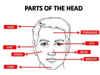 Parts of the body | PPTX