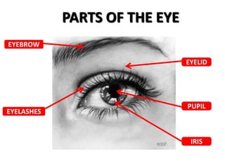 Parts of the body | PPTX