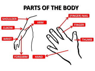Parts of the body | PPTX
