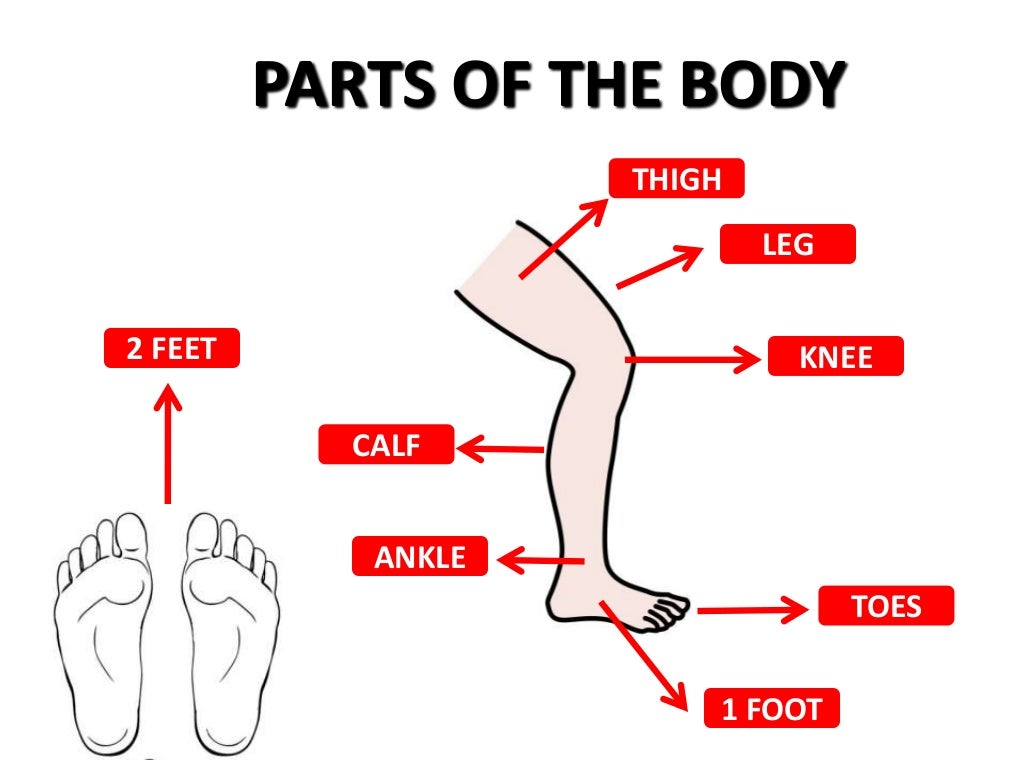 Parts of the body
