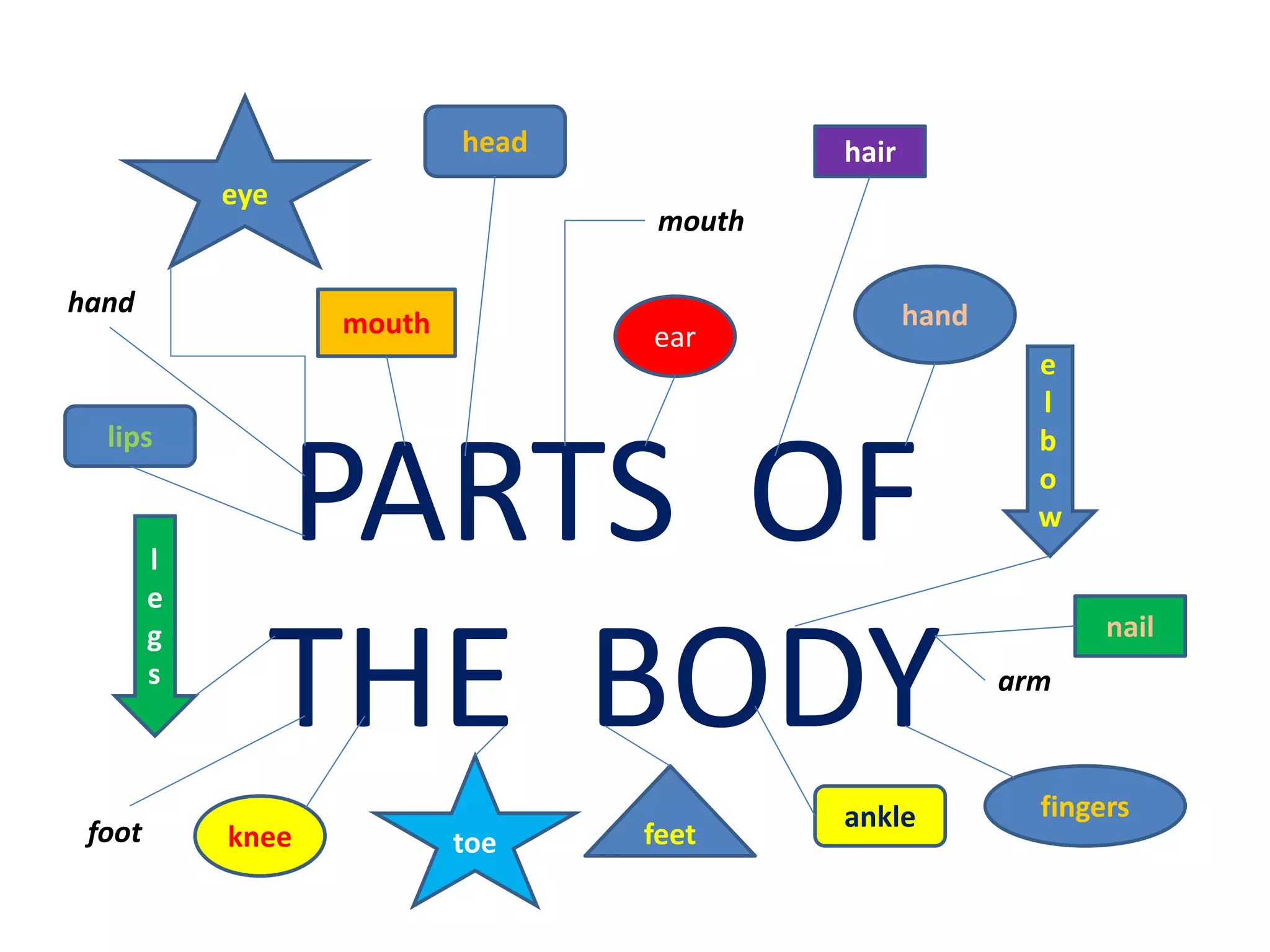 Parts of the human body. | PPTX