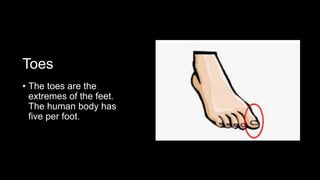 Parts of the body.pptx