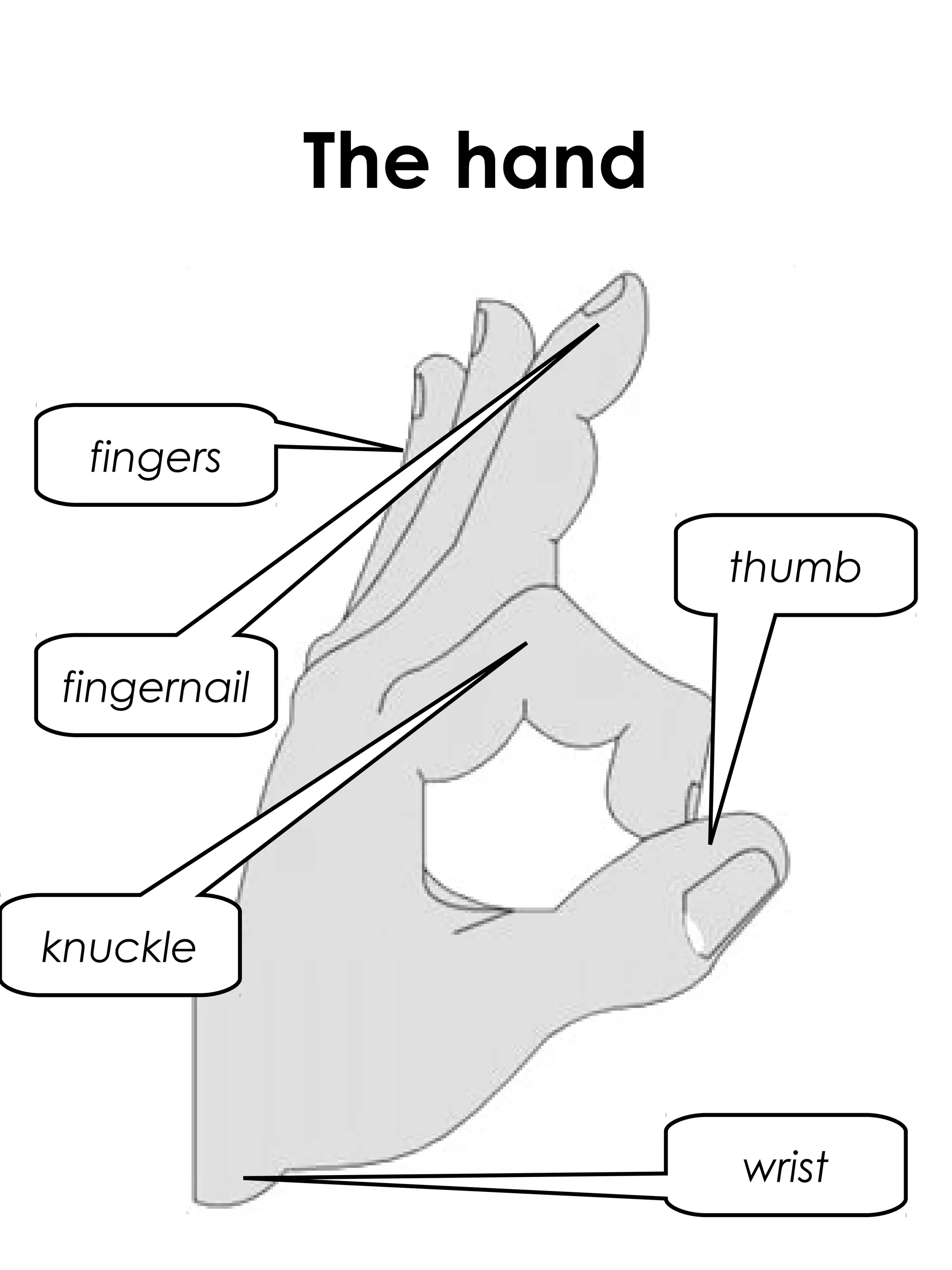 Parts of the body hand mouth_leg | PPT