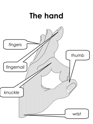 Parts of the body hand mouth_leg | PPT