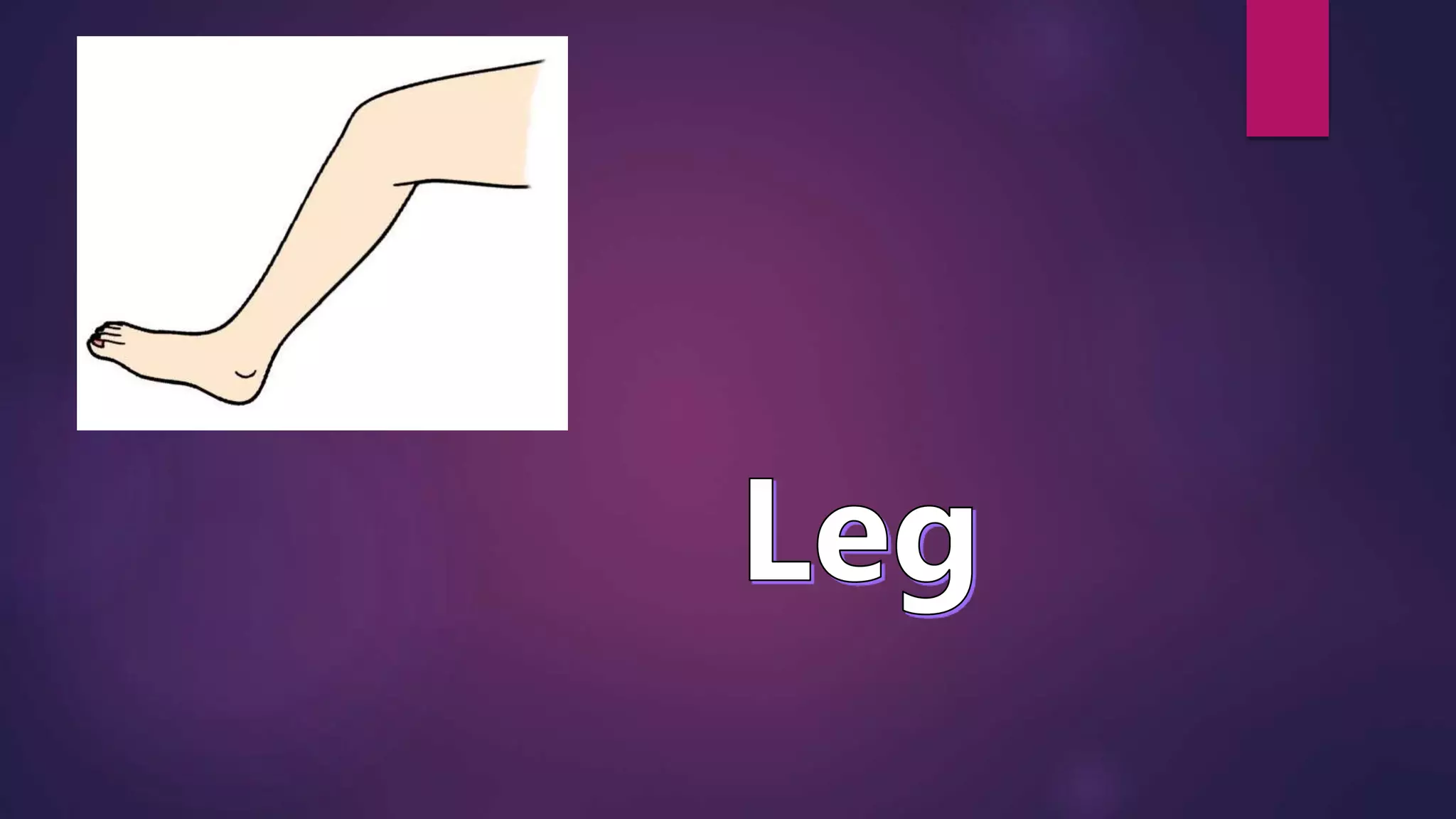 Parts of the body (trunk and limbs) | PPTX