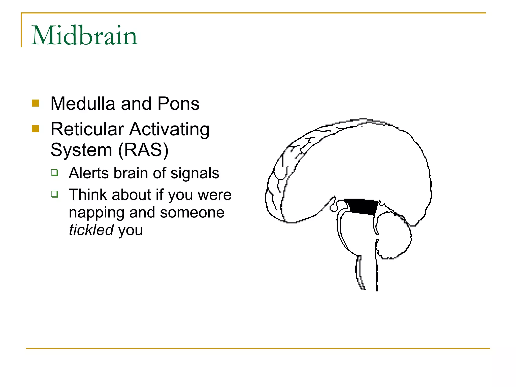 Parts of the brain | PPT