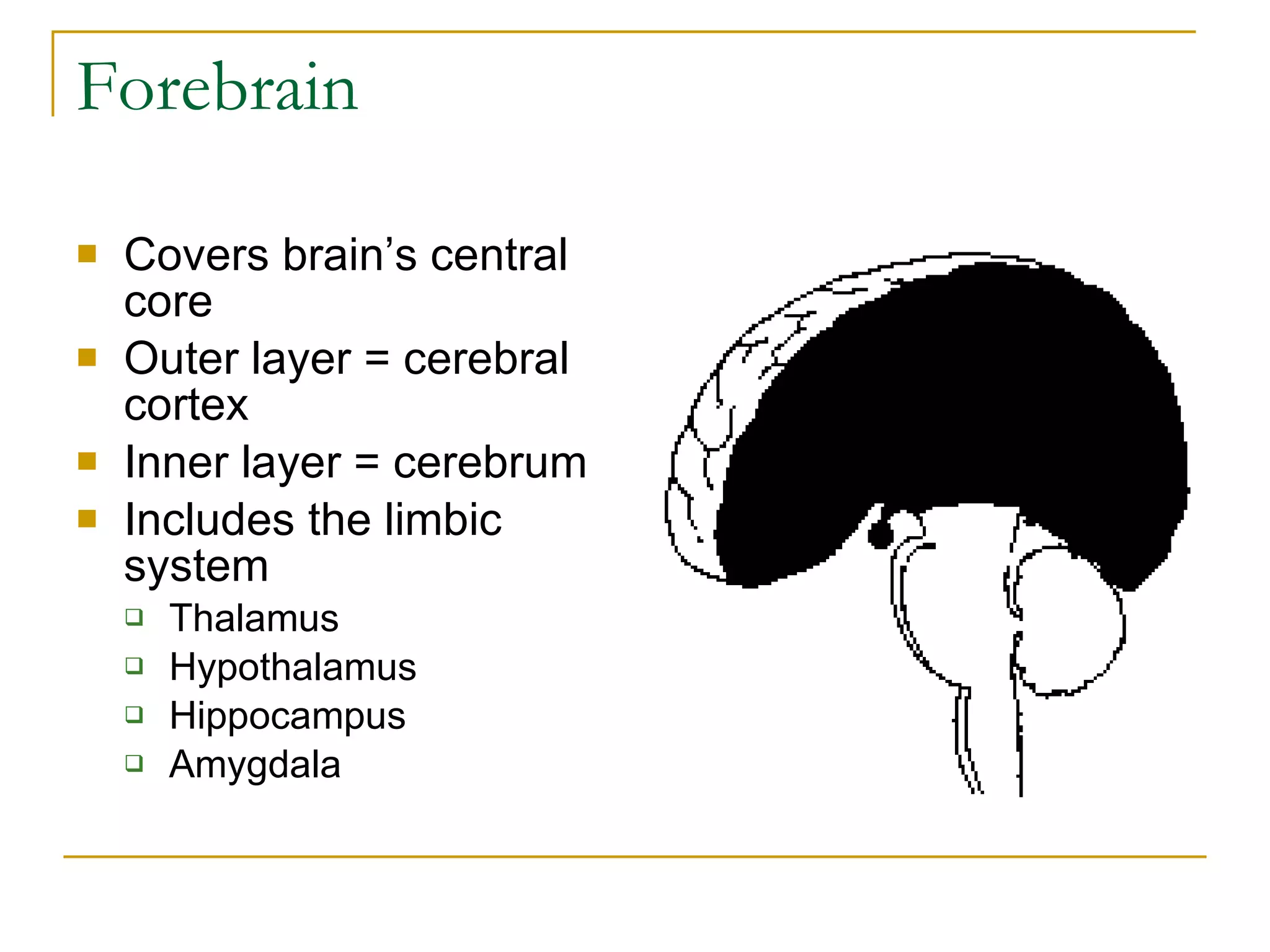 Parts of the brain | PPT