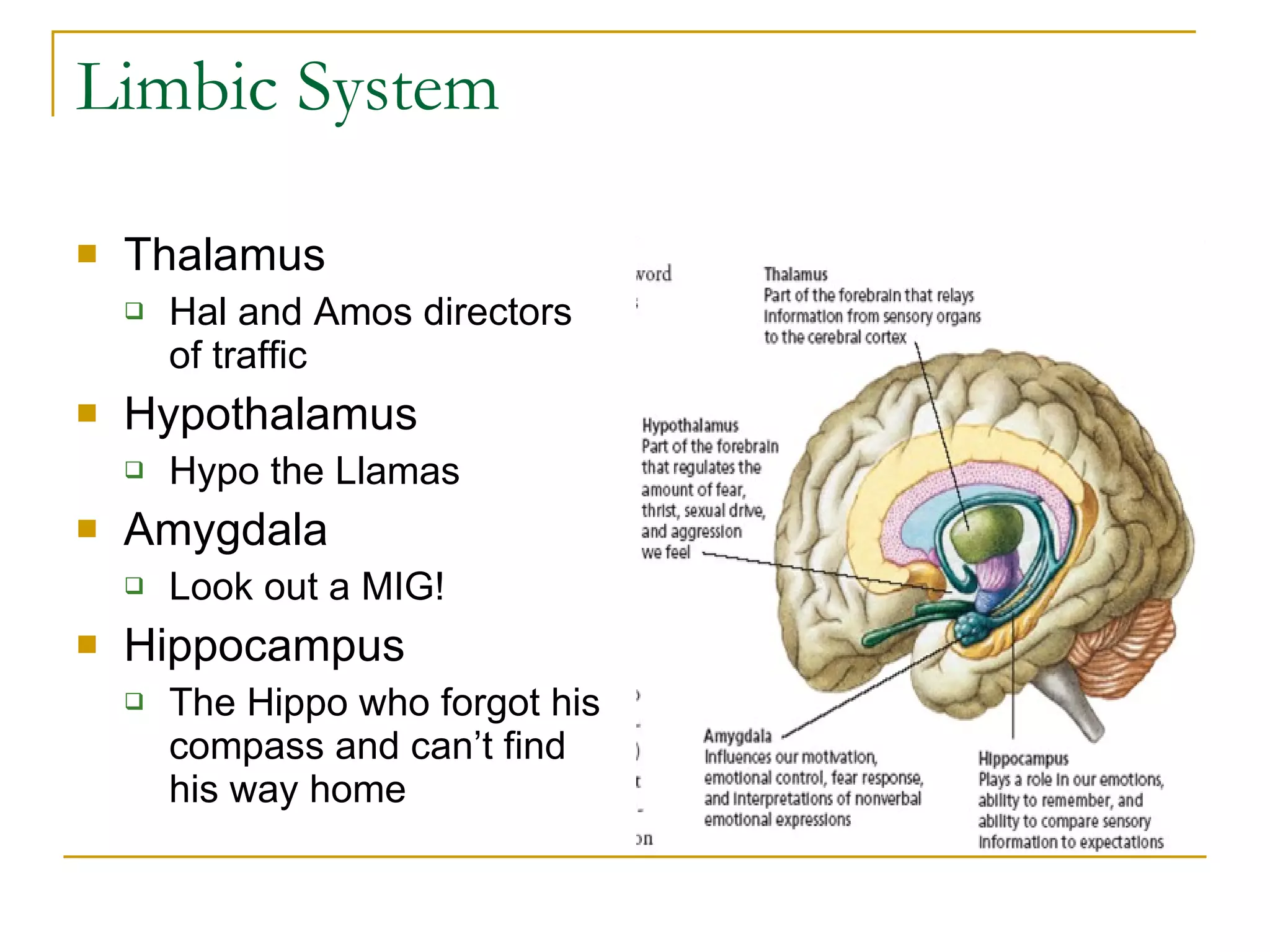 Parts of the brain | PPT